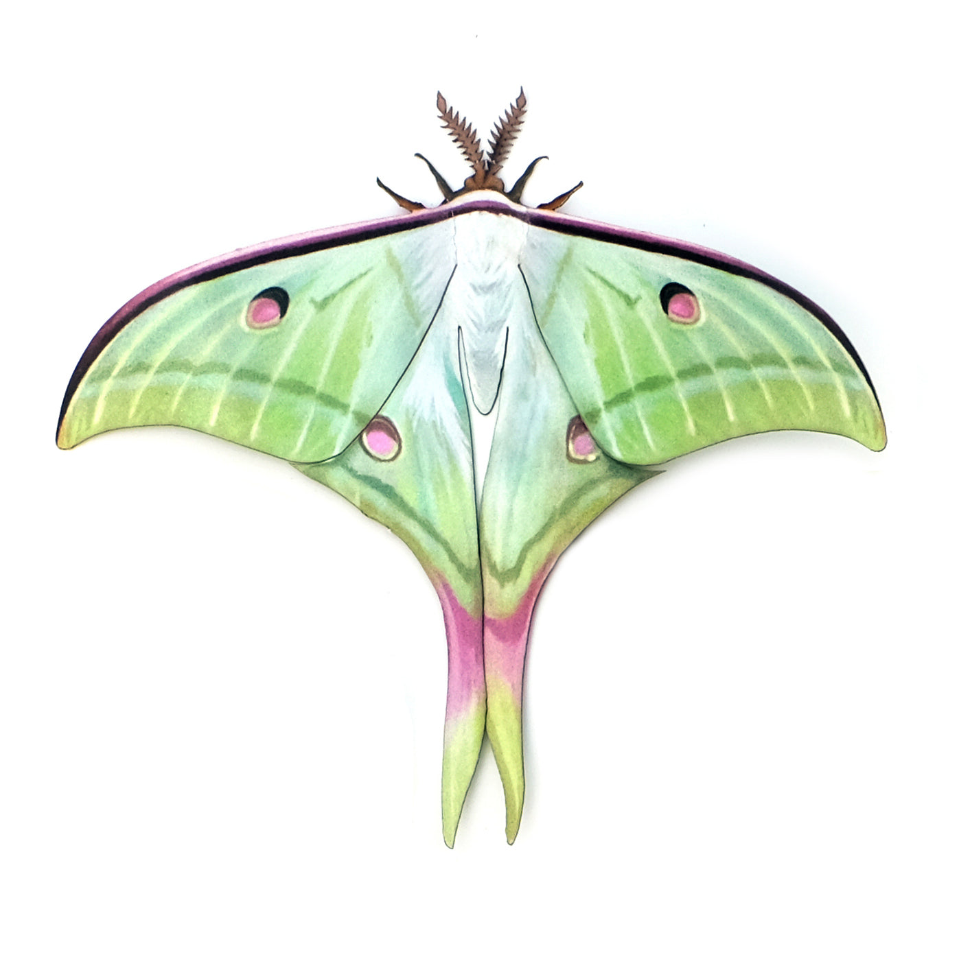 how to draw a moon moth